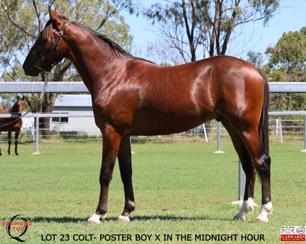Burwood Stud Qld | Redcliffe Sale Record